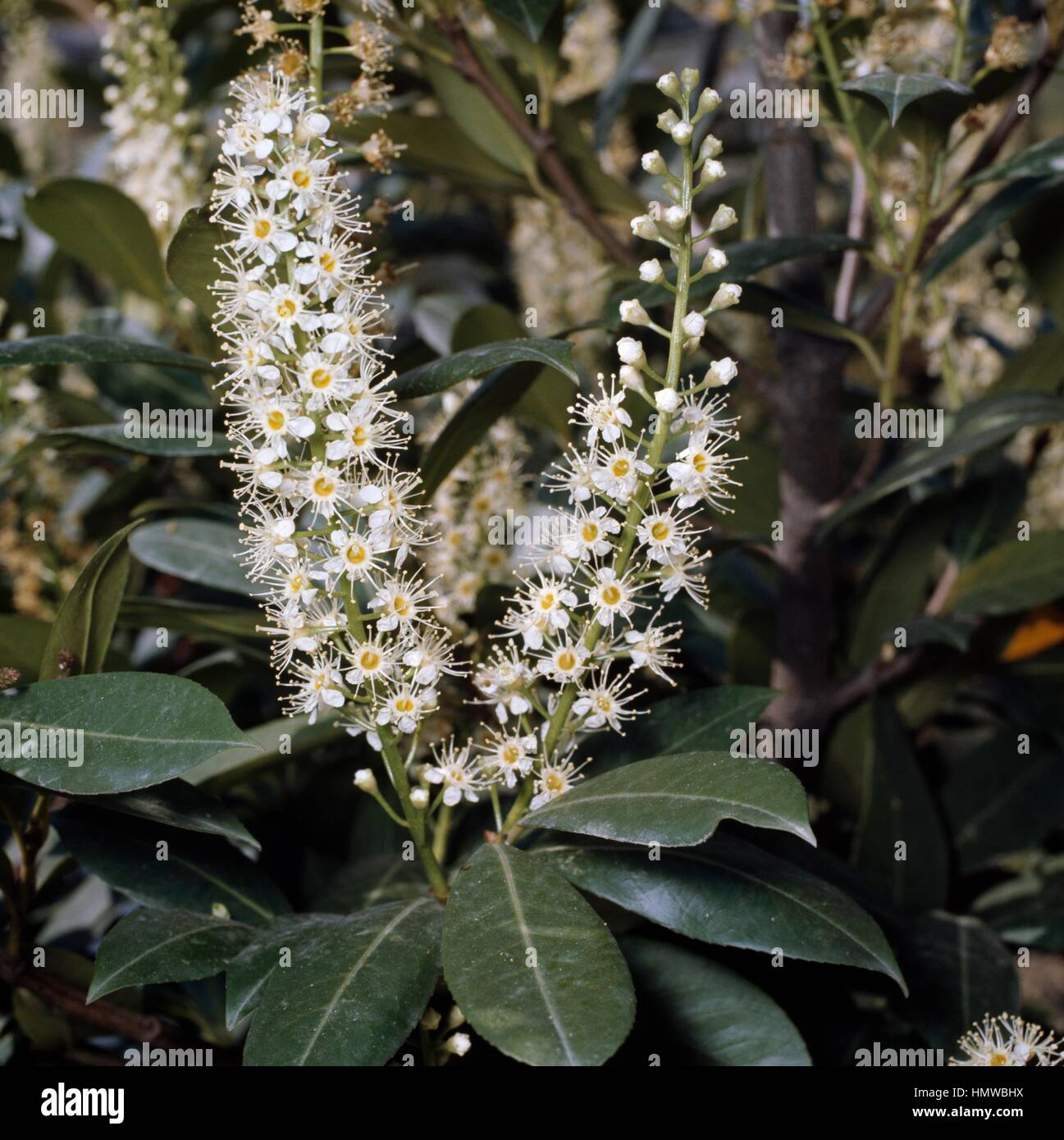 Cherry Laurel or Common Laurel fruits (Prunus laurocerasus), Rosaceae ...