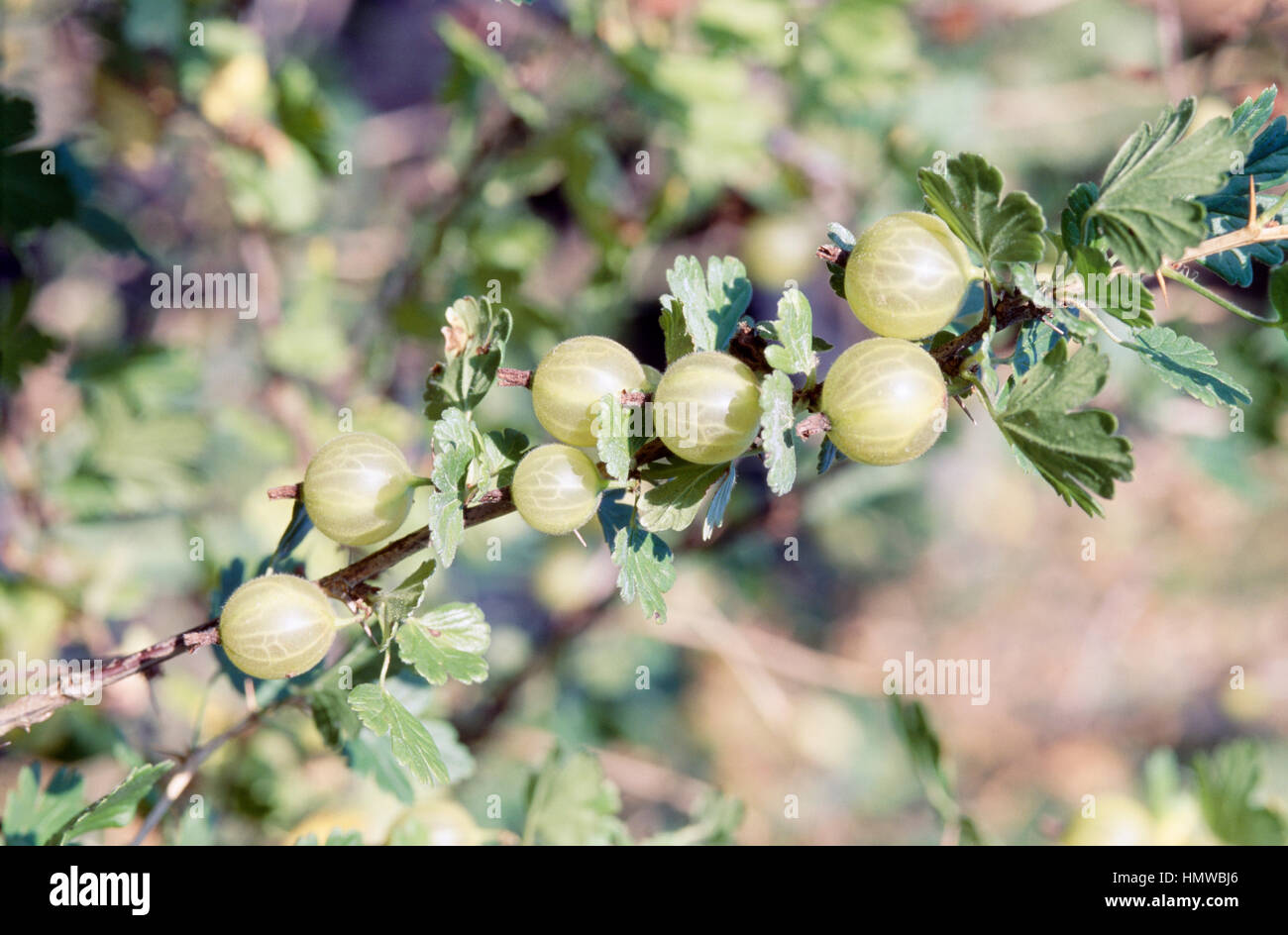 Grossularia gooseberry hi-res stock photography and images - Alamy