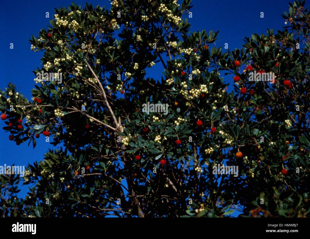 Strawberry Tree (Arbutus unedo), Ericaceae Stock Photo - Alamy