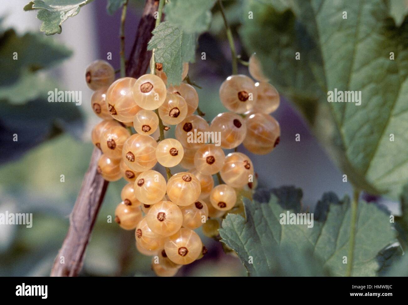 Ribes sp hi-res stock photography and images - Alamy