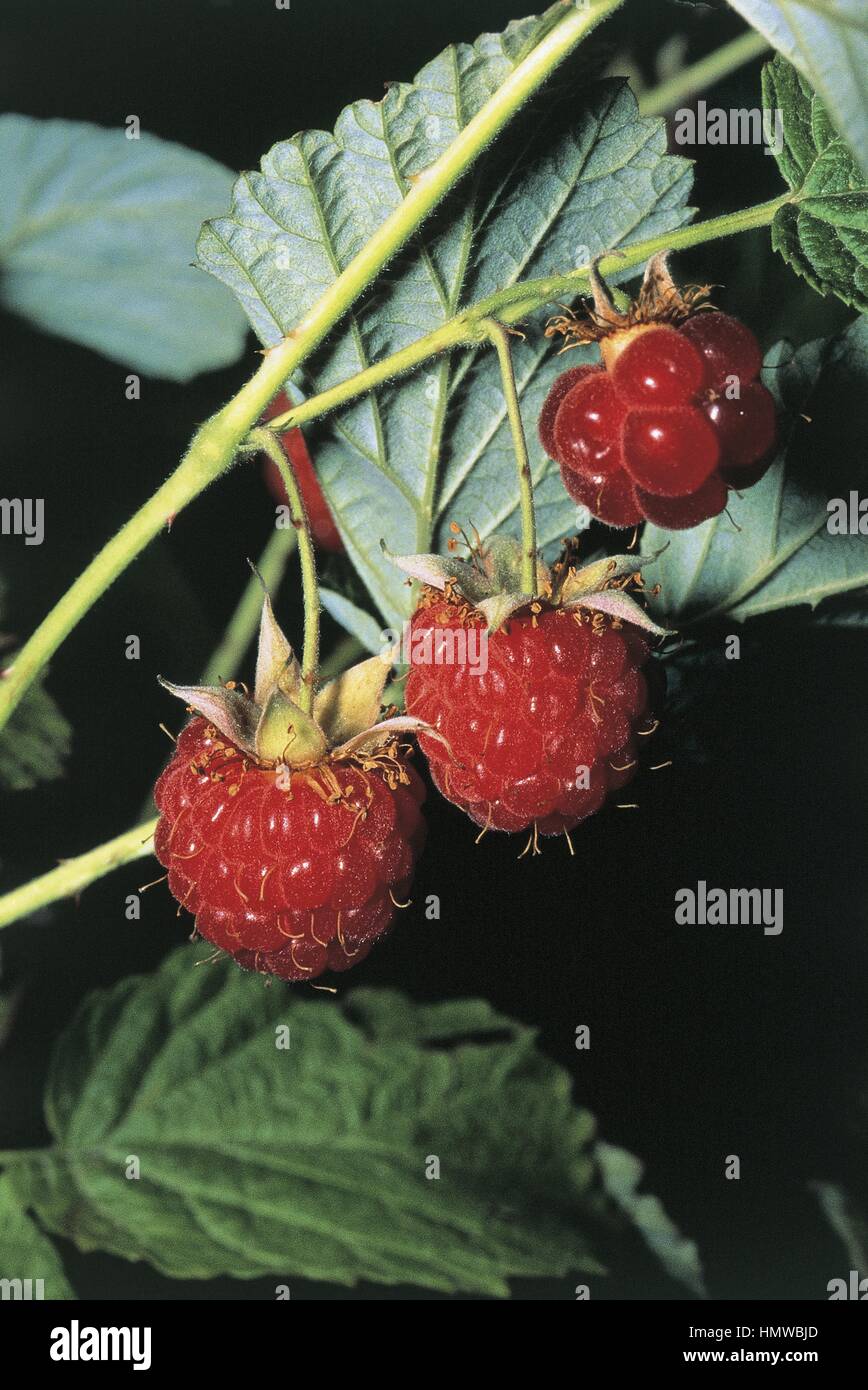 Botany - Rosaceae. Red raspberry (Rubus idaeus). Fruits Stock Photo - Alamy