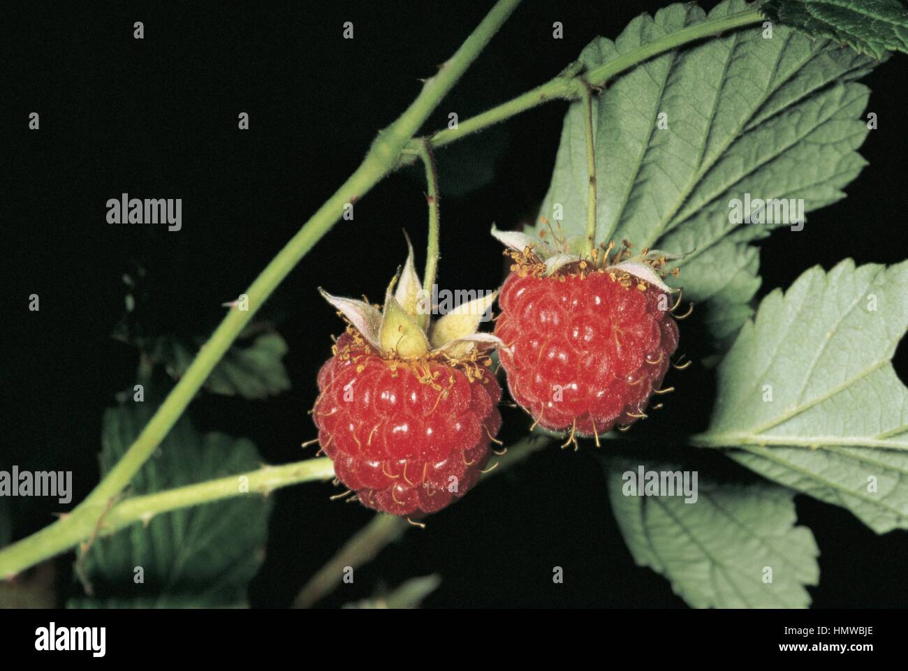Botany - Rosaceae. Red raspberry (Rubus idaeus). Fruits Stock Photo - Alamy