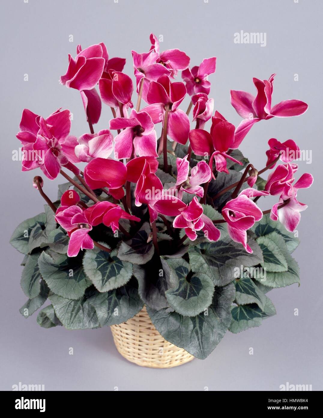 Florist's cyclamen (Cyclamen persicum), Primulaceae Stock Photo - Alamy