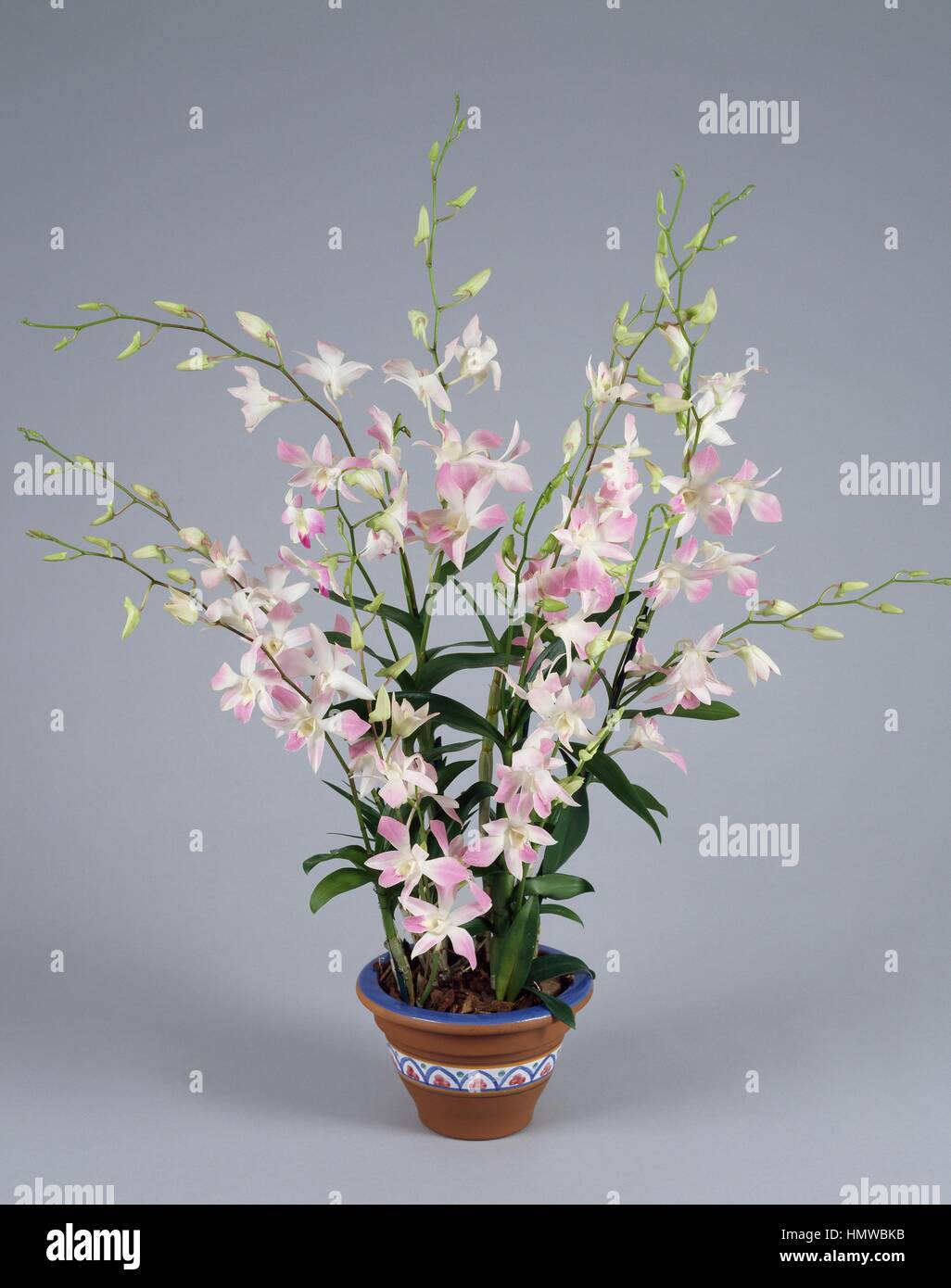 Dendrobium dendrobium sp hi-res stock photography and images - Alamy