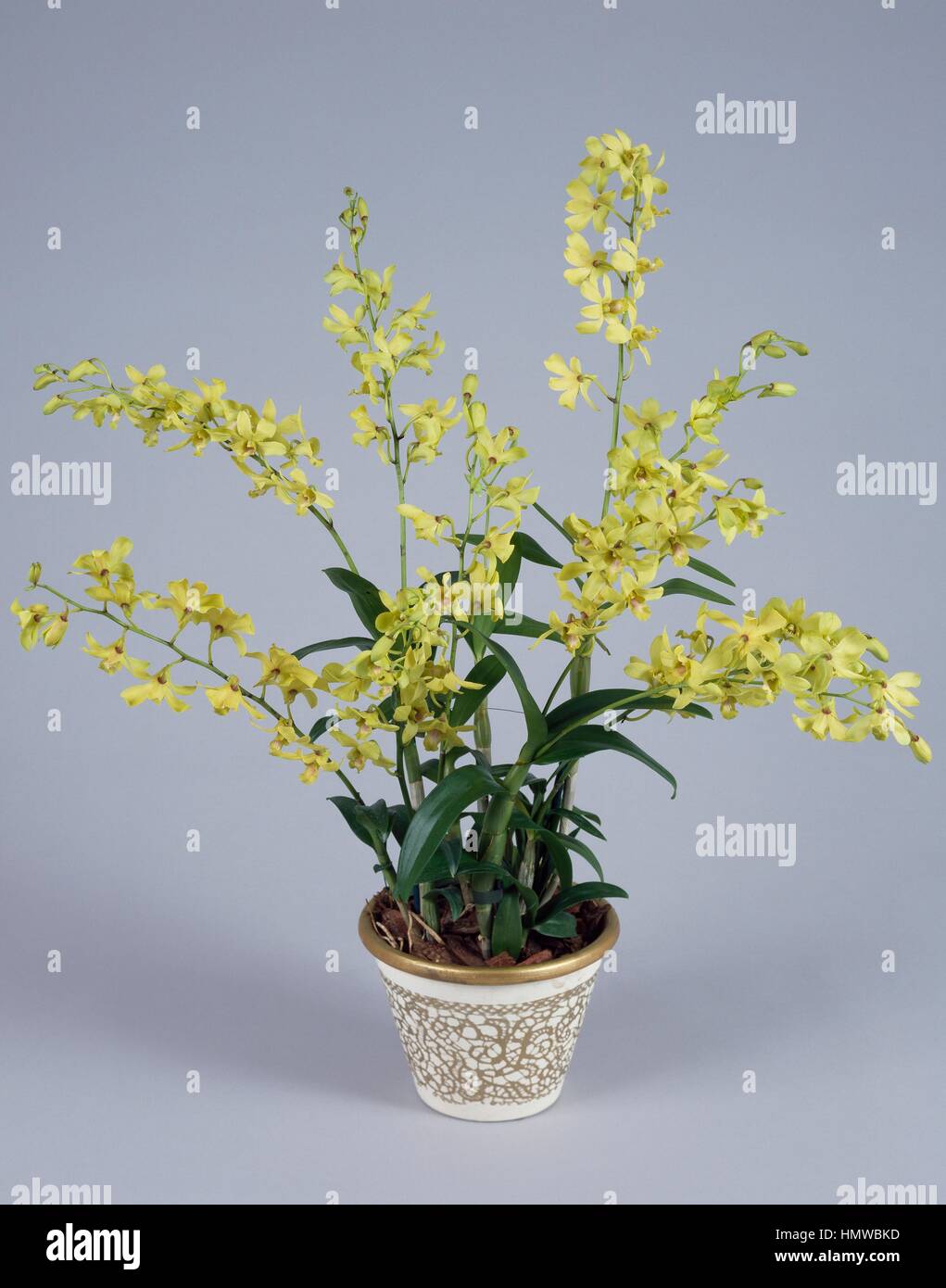 Dendrobium (Dendrobium sp), Orchidaceae Stock Photo - Alamy