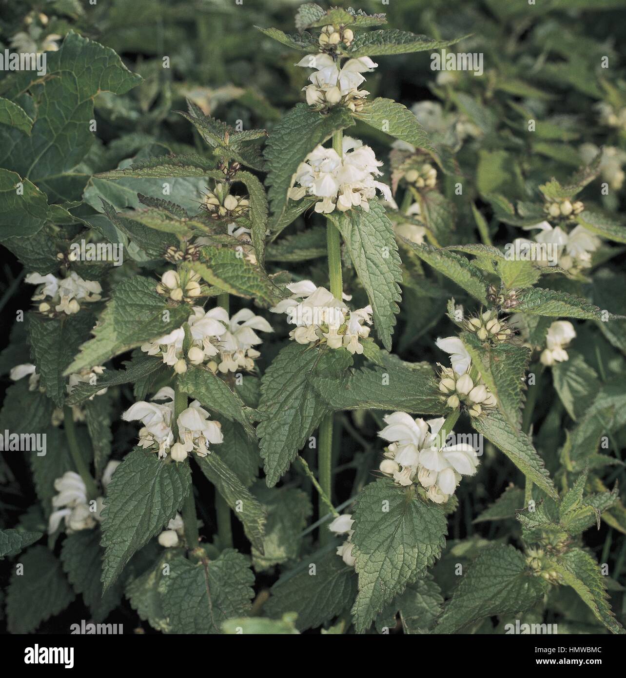 Focus album hi-res stock photography and images - Alamy