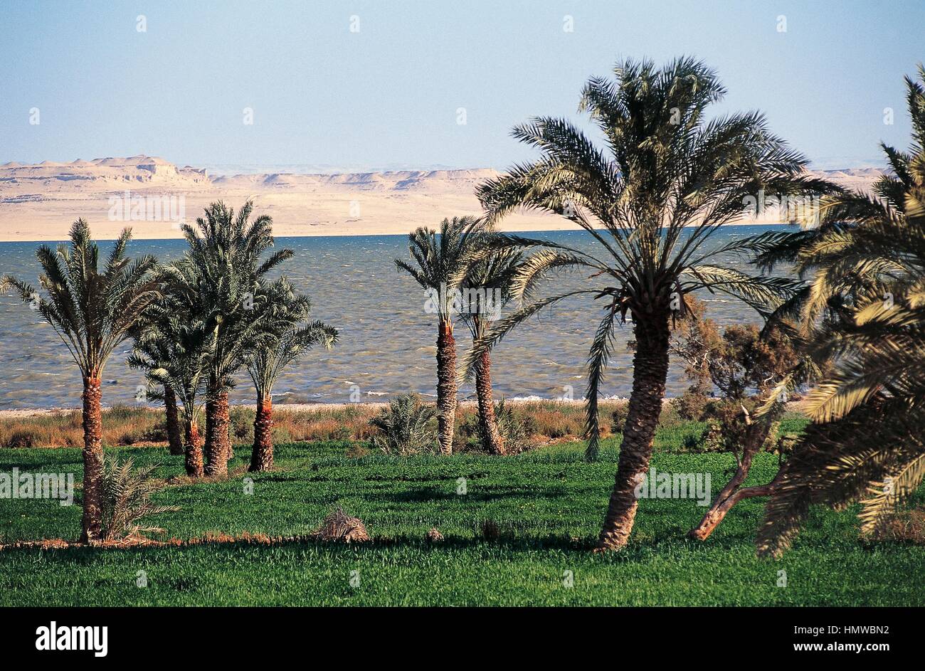 Lake qarun fayoum oasis egypt hi-res stock photography and images - Alamy