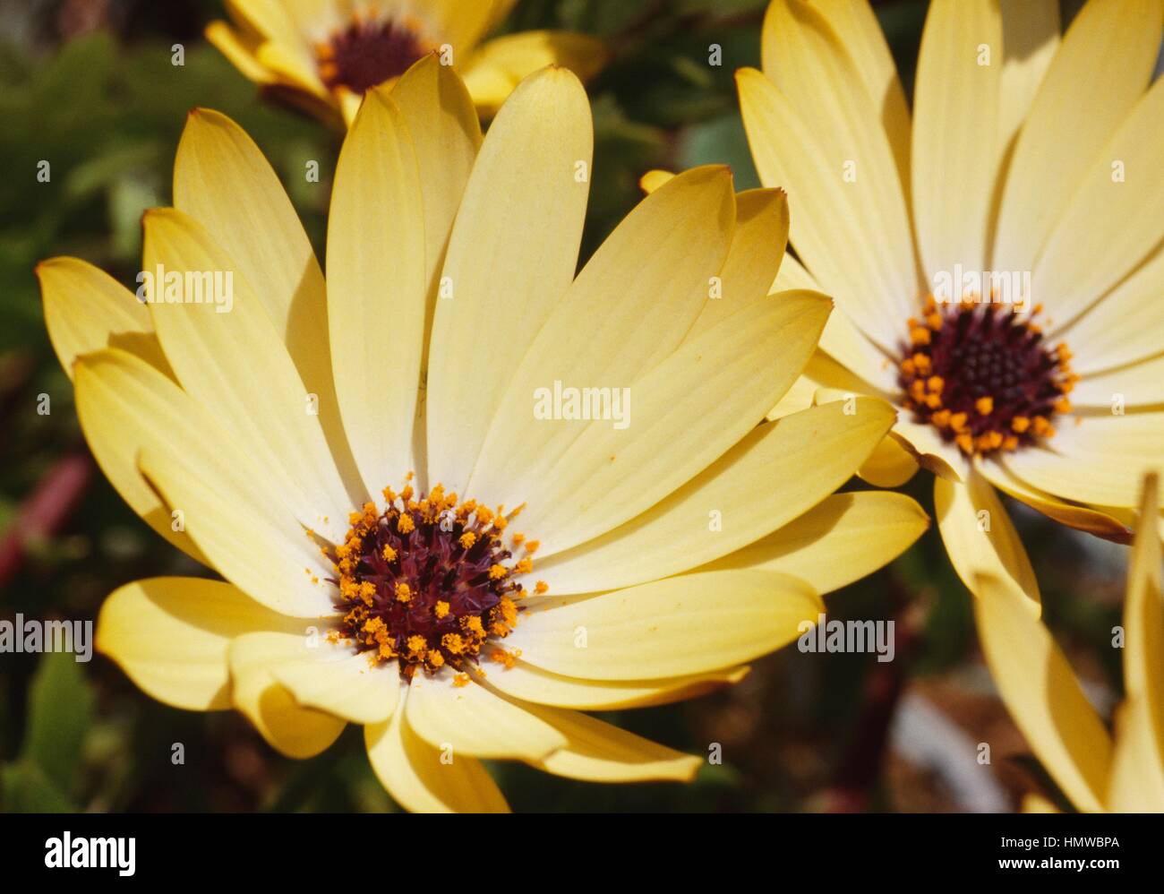 Glandular Cape marigold or Cape marigold (Dimorphotheca aurantiaca or ...