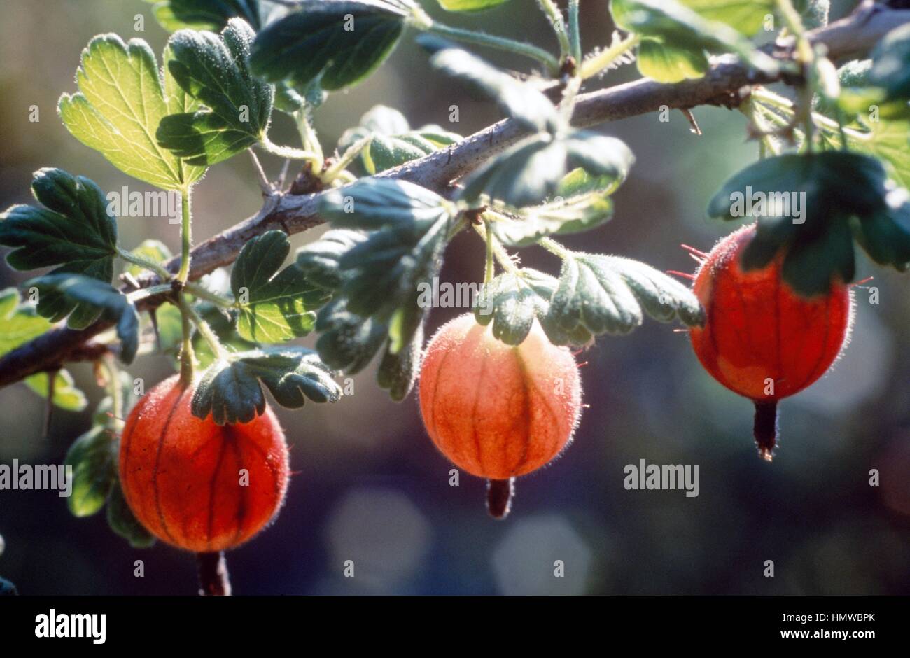 European Gooseberry (Ribes grossularia or Ribes uva-crispa ...