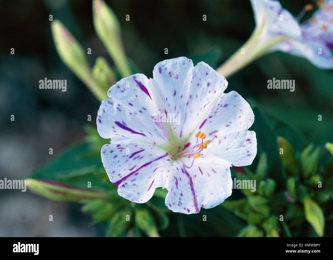 Four o'clock flower or Marvel of Peru (Mirabilis jalapa), Nyctaginaceae ...