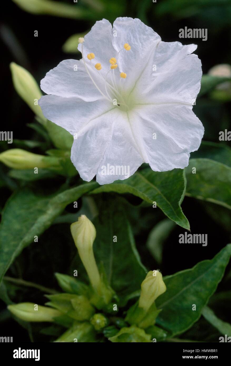Mirabilis jalapa white hi-res stock photography and images - Alamy