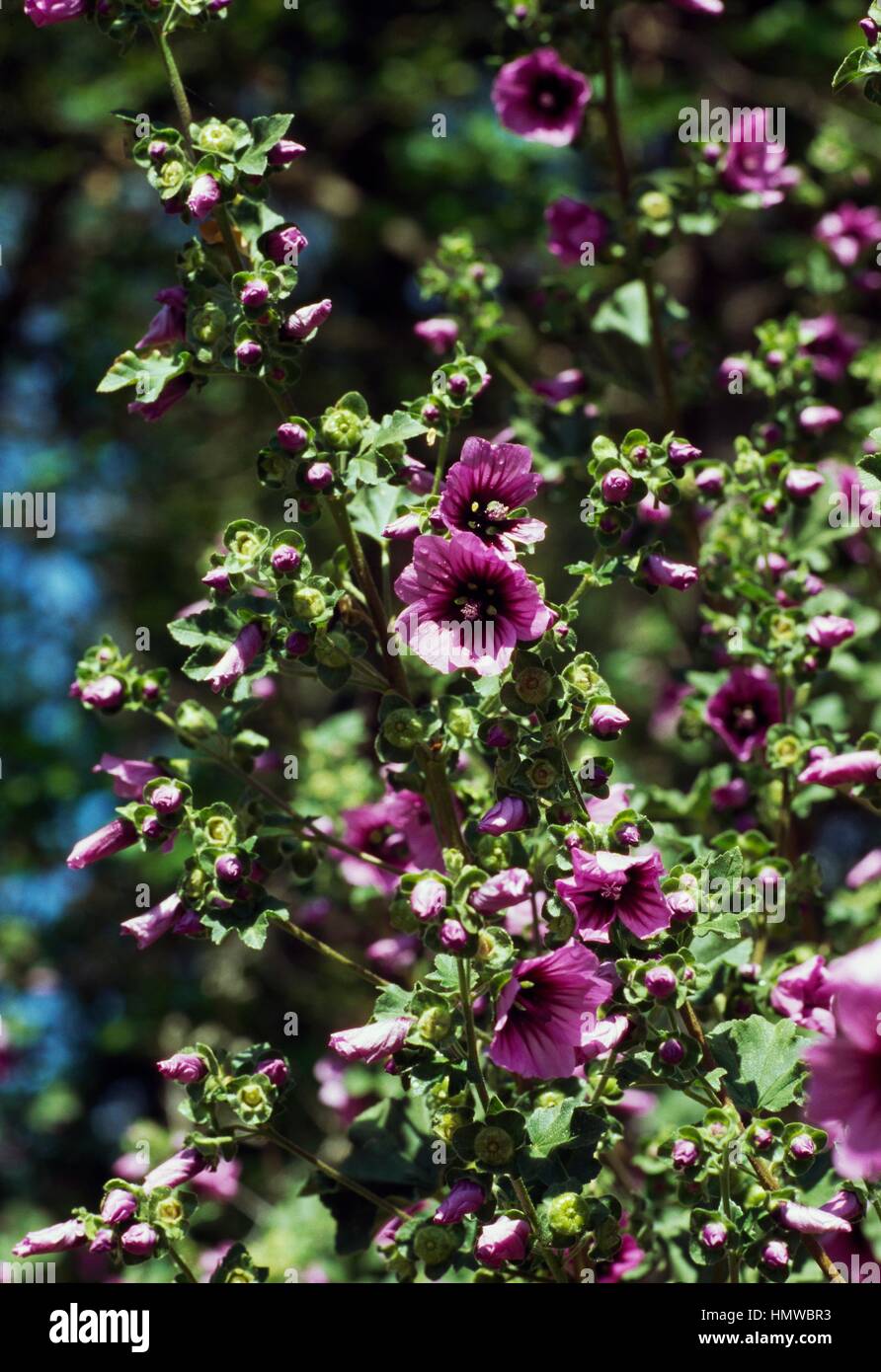 High mallow in bloom (Malva sylvestris), Malvaceae Stock Photo - Alamy