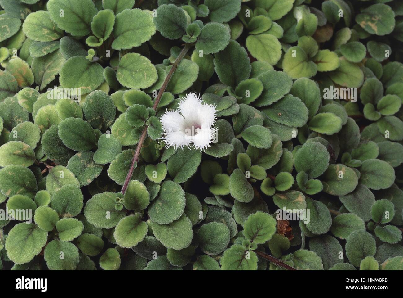 Botany - Gesneriaceae. Lace flower (Episcia dianthiflora Stock Photo ...