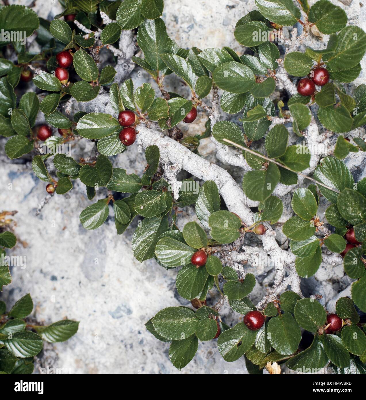 Rhamnus alpina, Rhamnaceae Stock Photo - Alamy