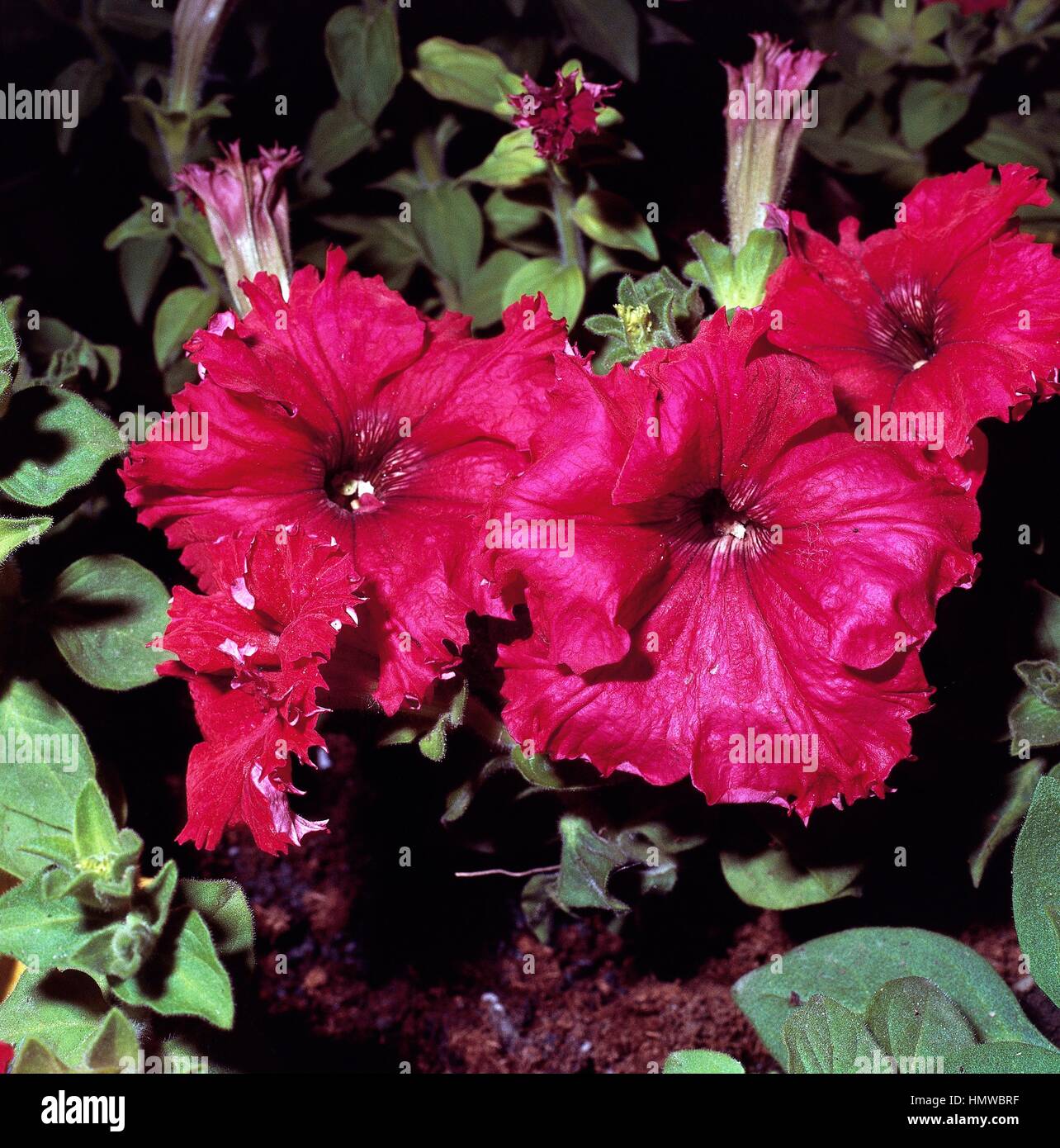 Petunia (Petunia sp), Solanaceae Stock Photo - Alamy