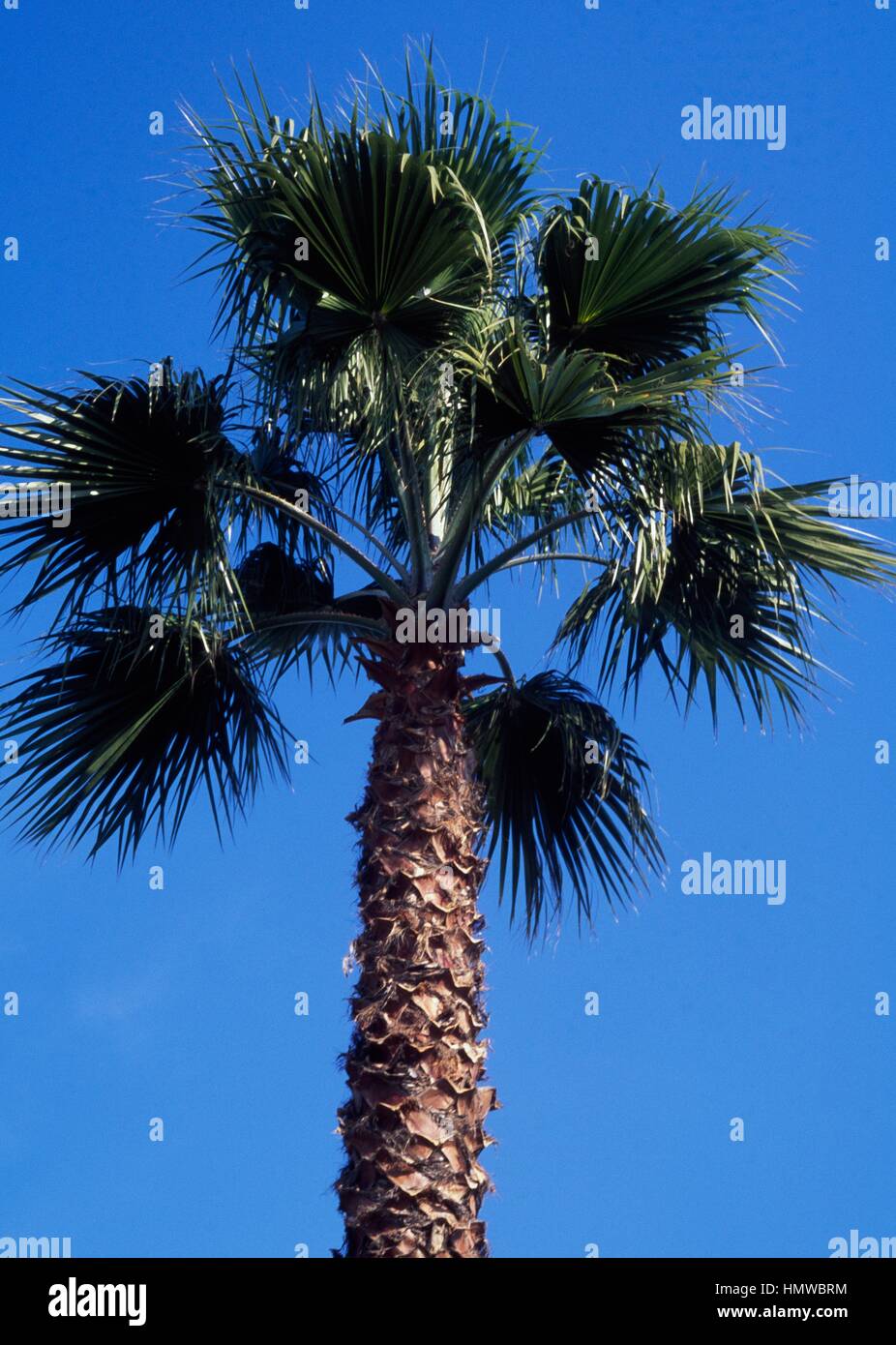 Washingtonia sp hi-res stock photography and images - Alamy