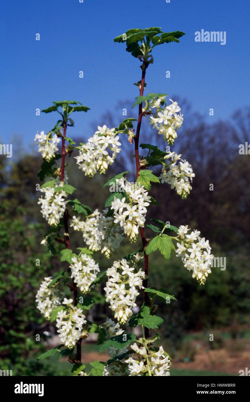 White icicle ribes sanguineum hi-res stock photography and images - Alamy