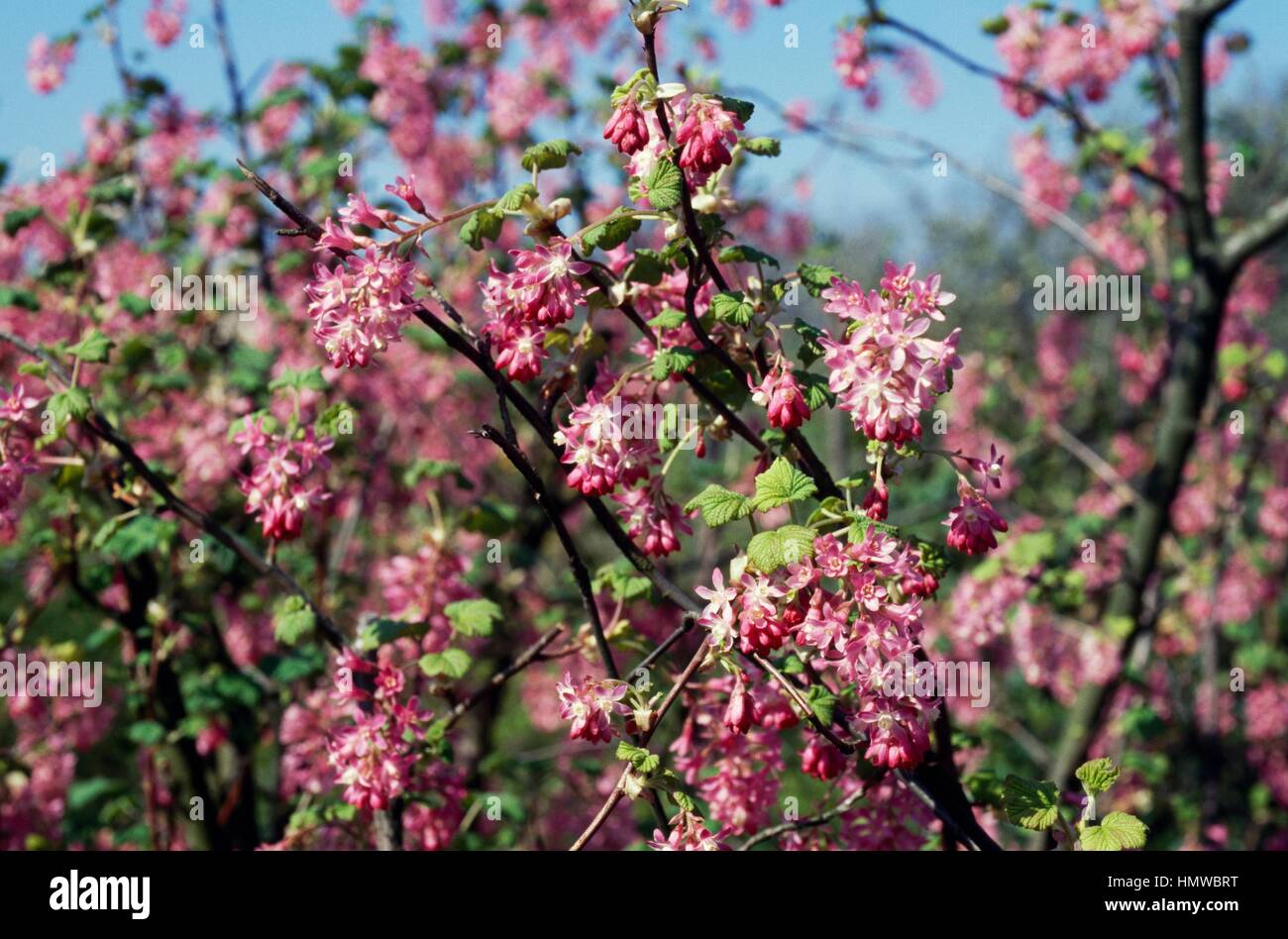 Red-flowering currant or Winter currant (Ribes sanguineum ...