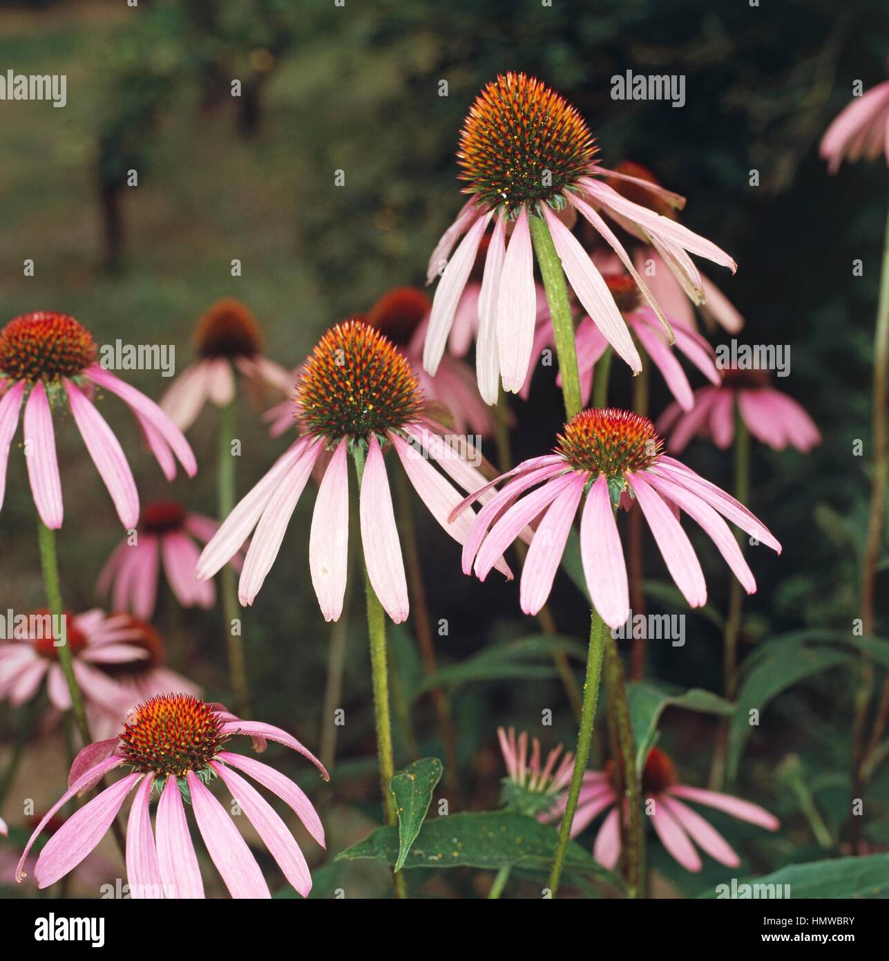 Eastern purple coneflower or Purple coneflower (Echinacea purpurea ...