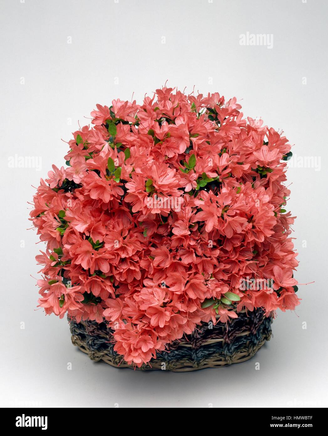 Japanese azalea (Azalea japonica Kirin), Ericaceae Stock Photo - Alamy