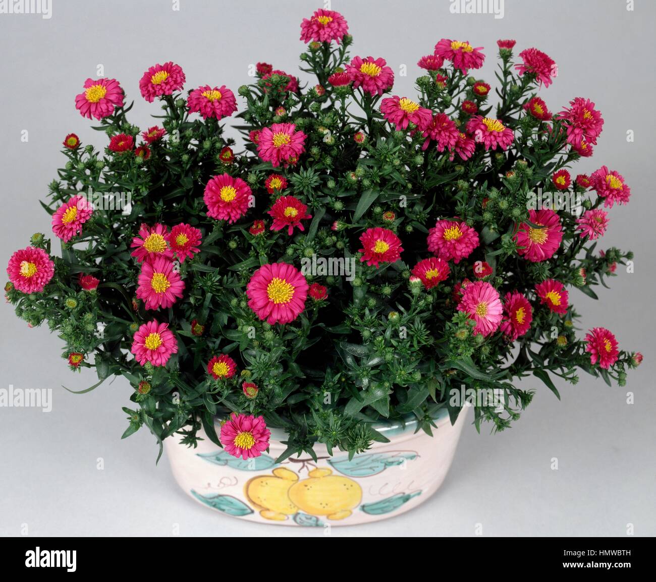 Indian azalea (Rhododendron simsii Feuerzauber), Ericaceae Stock Photo ...