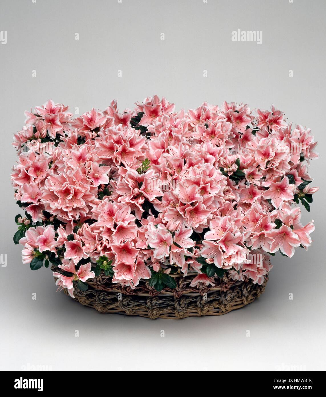 Kint hi-res stock photography and images - Alamy