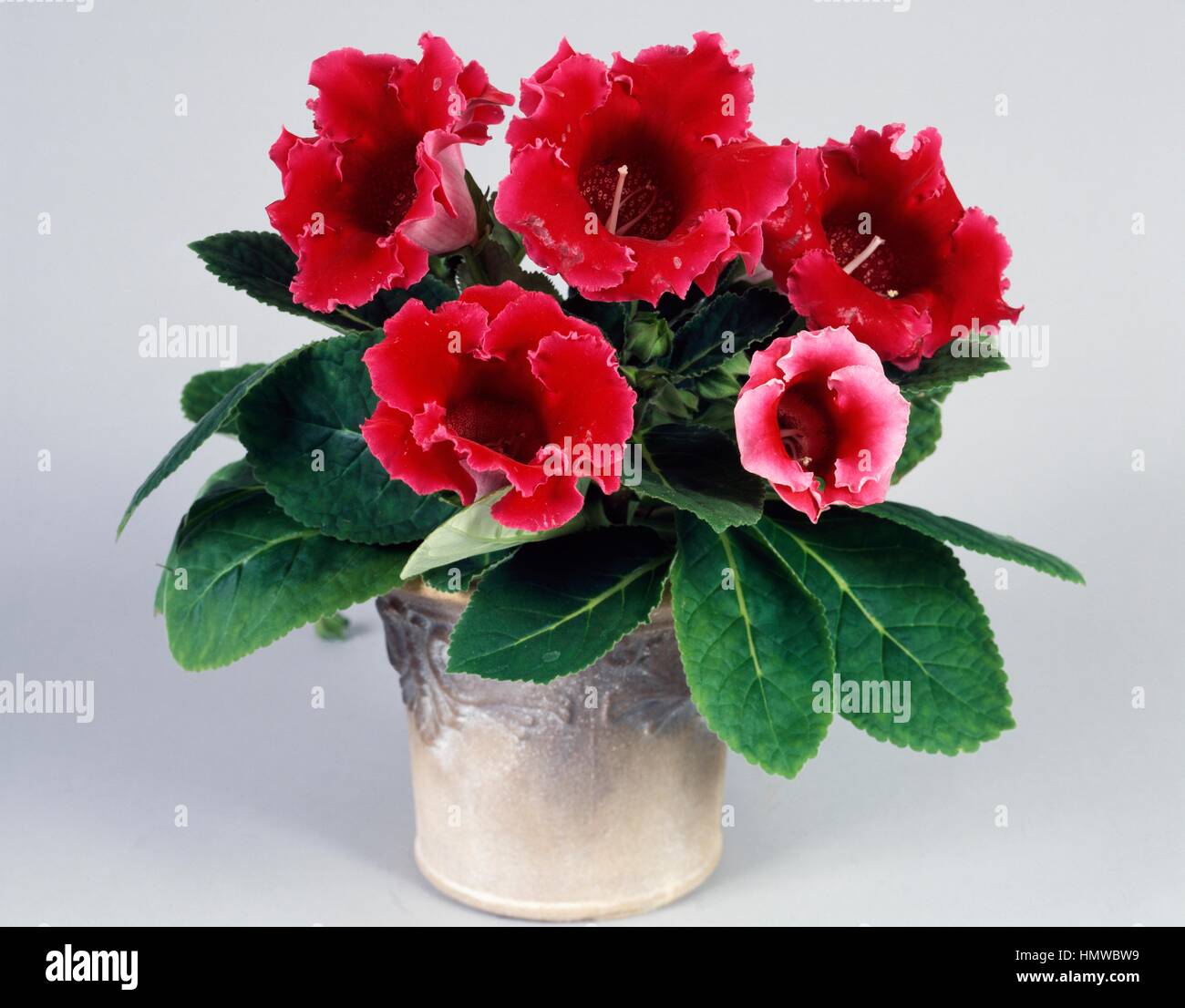 Florist's gloxinia (Sinningia speciosa Tiger Red), Gesneriaceae Stock ...