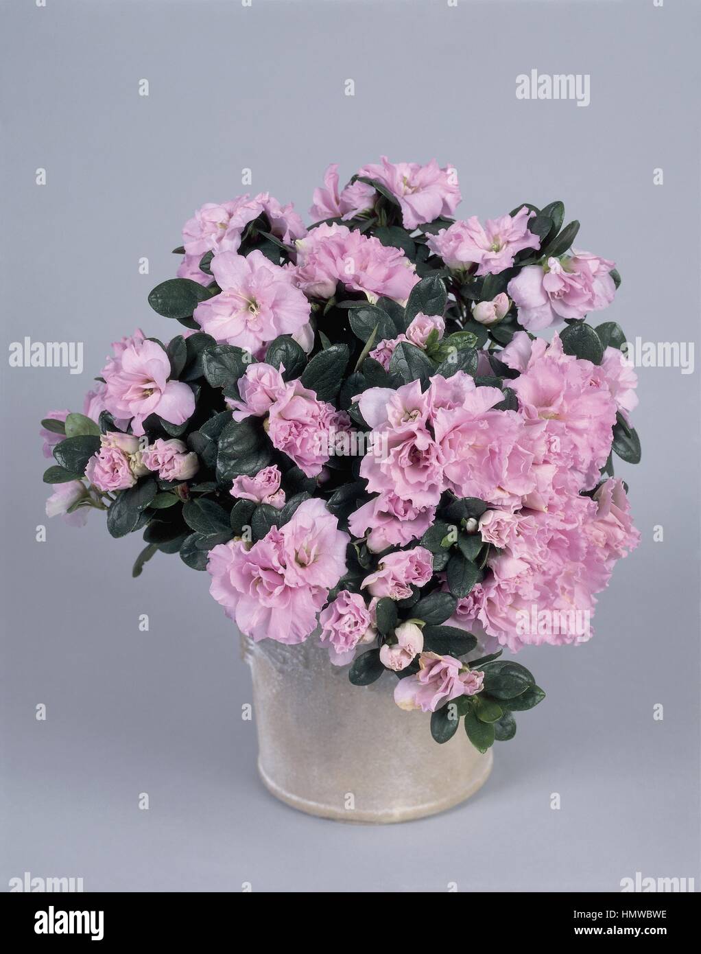 Houseplants - Ericaceae. Azalea 'King George' Stock Photo - Alamy