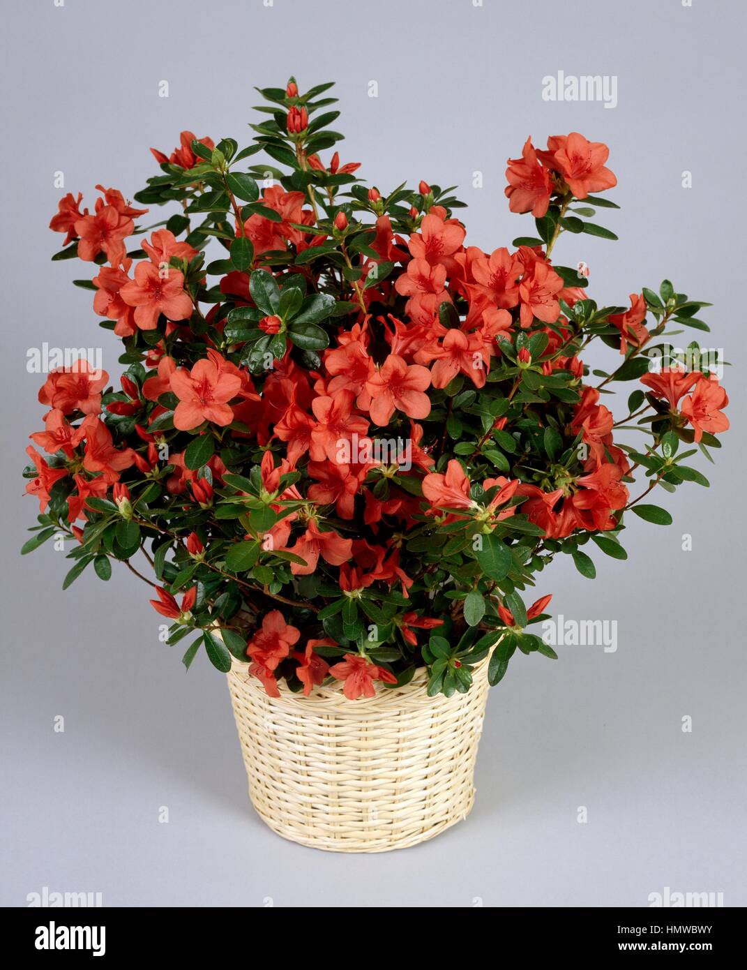 Azalea homebush hi-res stock photography and images - Alamy