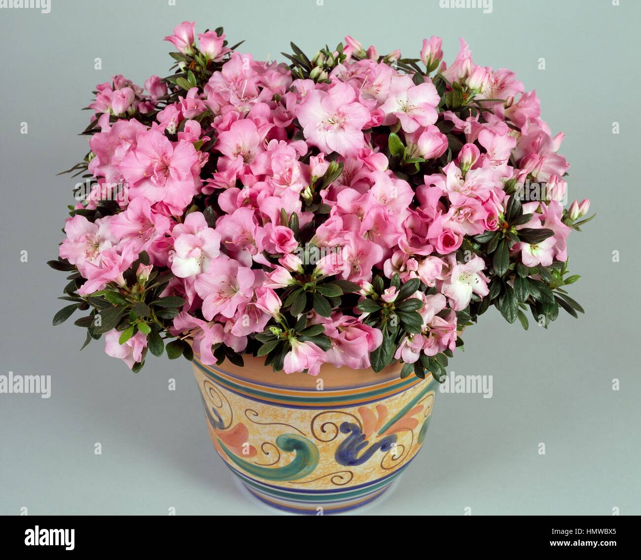 Pinkshell azalea (Rhododendron vaseyi), Ericaceae Stock Photo - Alamy