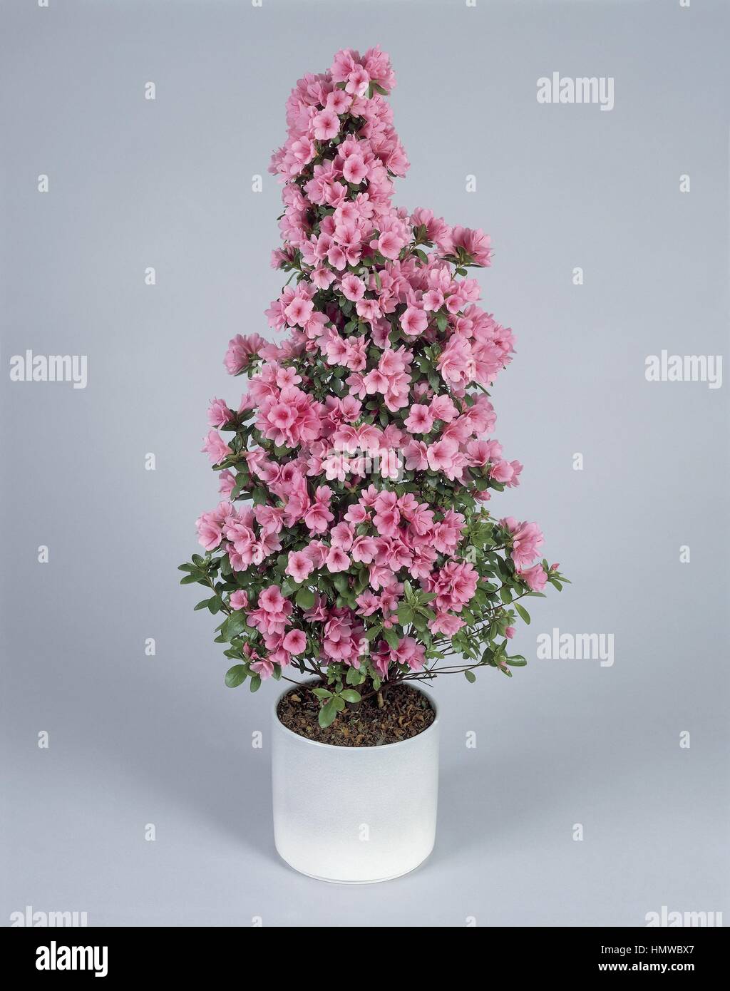 Houseplants - Ericaceae. Azalea Kirin Stock Photo - Alamy