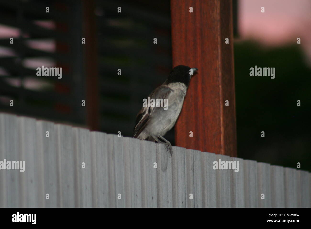 Gray butcher bird hi-res stock photography and images - Alamy