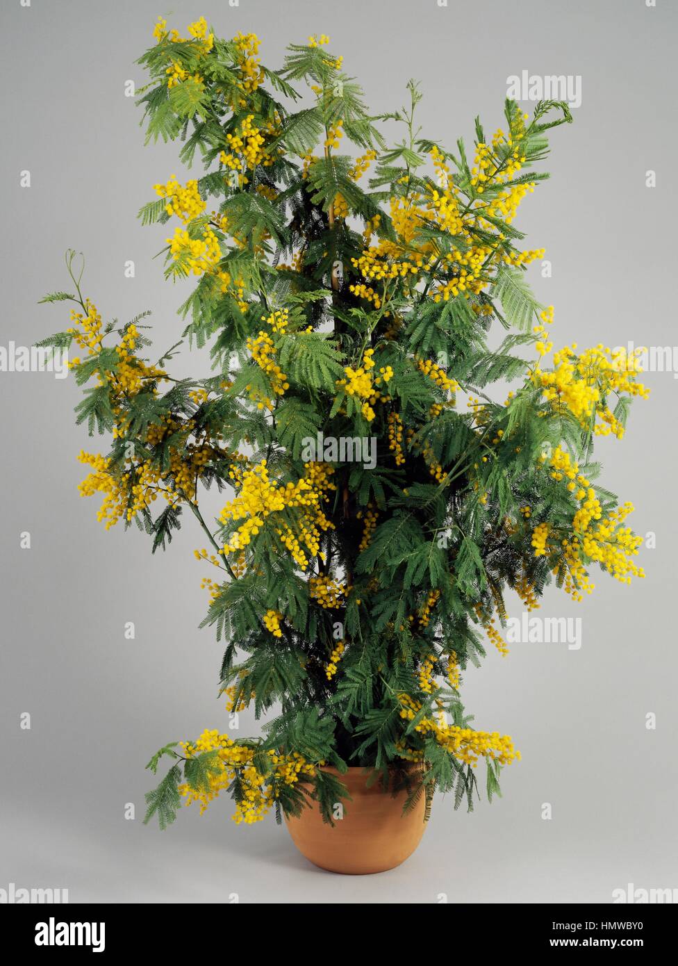 Mimosa touch hi-res stock photography and images - Alamy