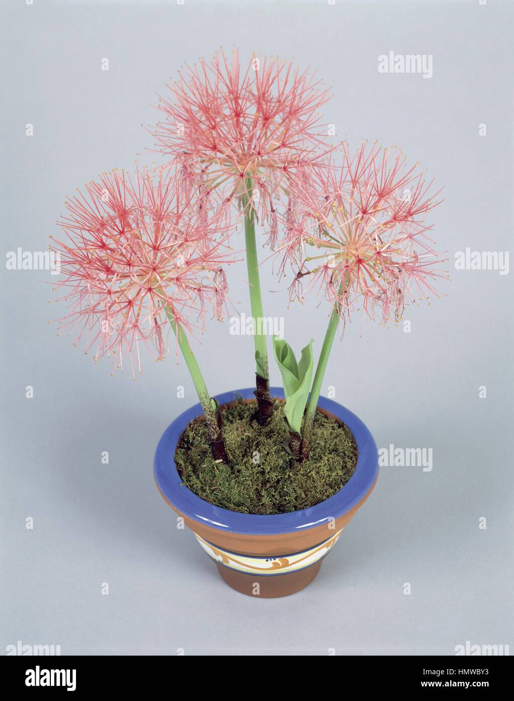 Houseplants - Amaryllidaceae. Blood lily (Haemanthus multiflorus Stock ...