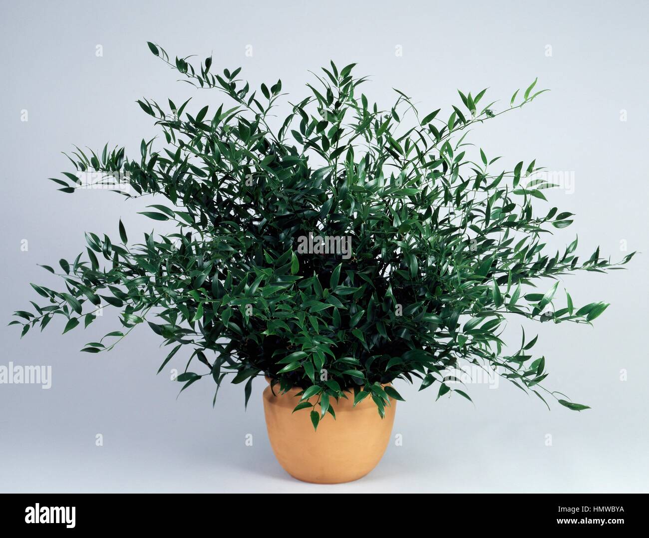 Butcher's broom (Ruscus aculeatus), Asparagaceae Stock Photo - Alamy