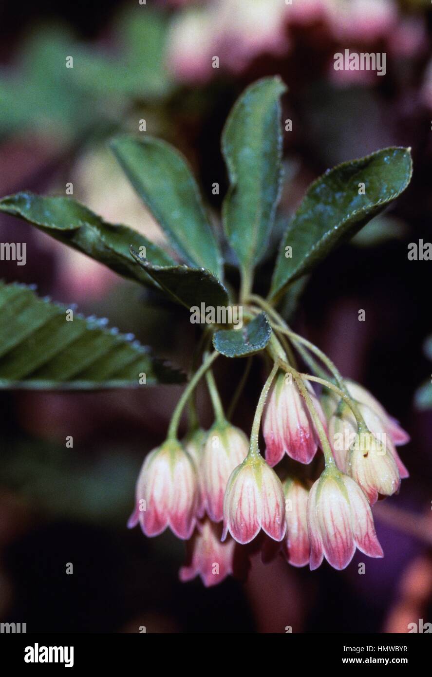 Redvein enkianthus enkianthus campanulatus hi-res stock photography and ...