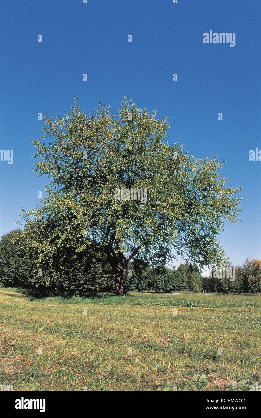 Botany trees moraceae white hi-res stock photography and images - Alamy