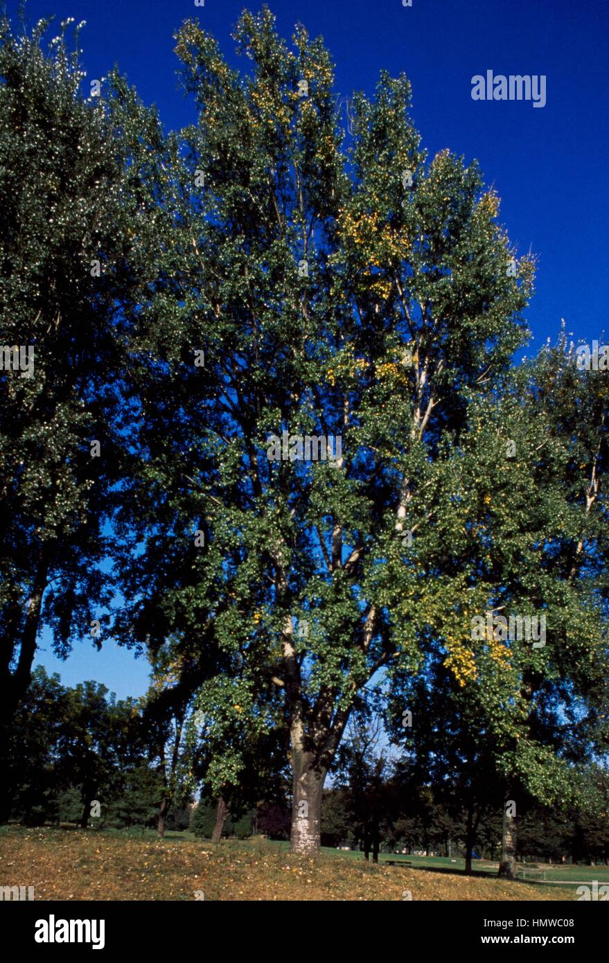 White poplar (Populus alba), Salicaceae Stock Photo - Alamy