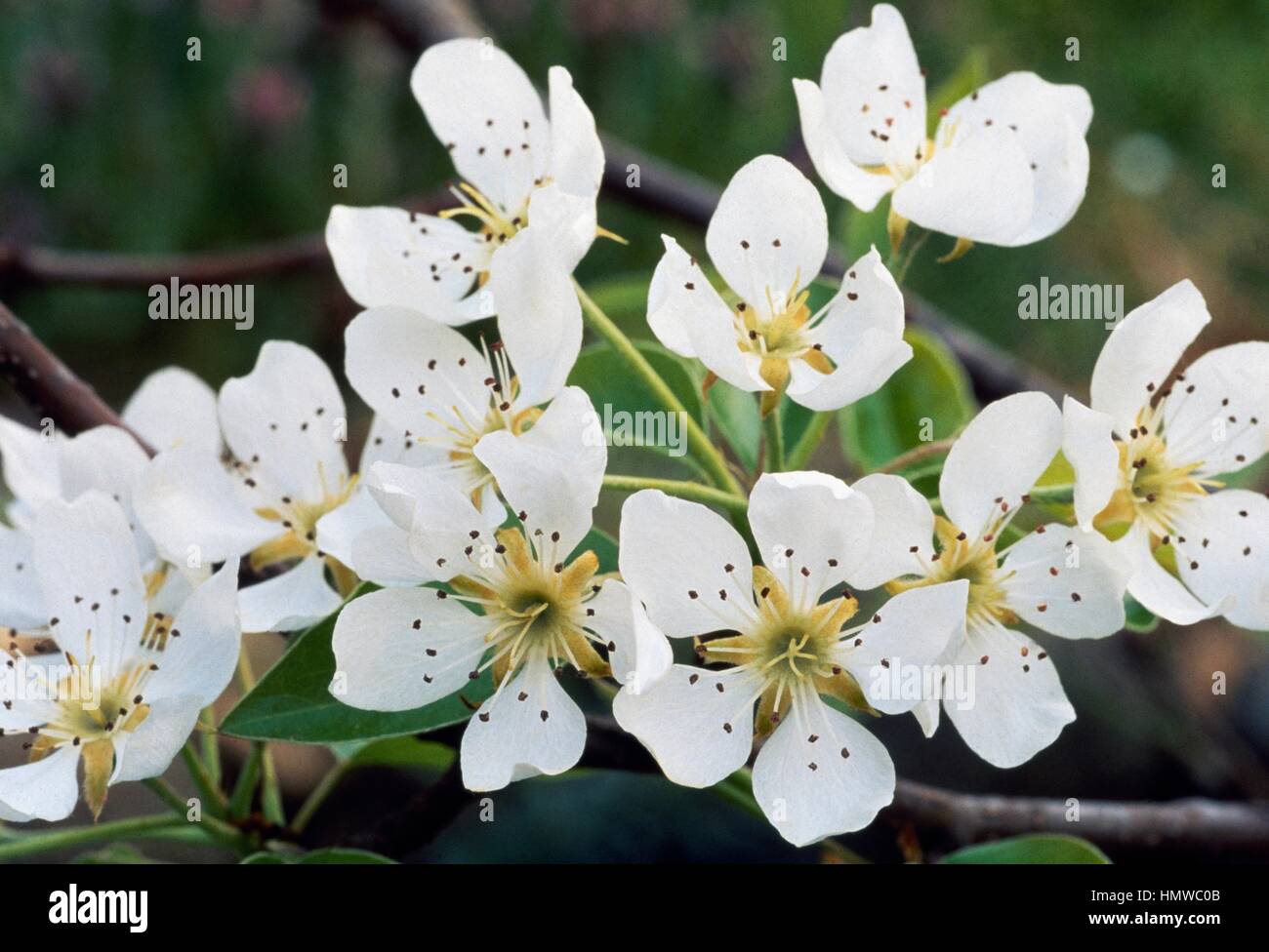 Pear flowers pyrus communis hi-res stock photography and images - Alamy