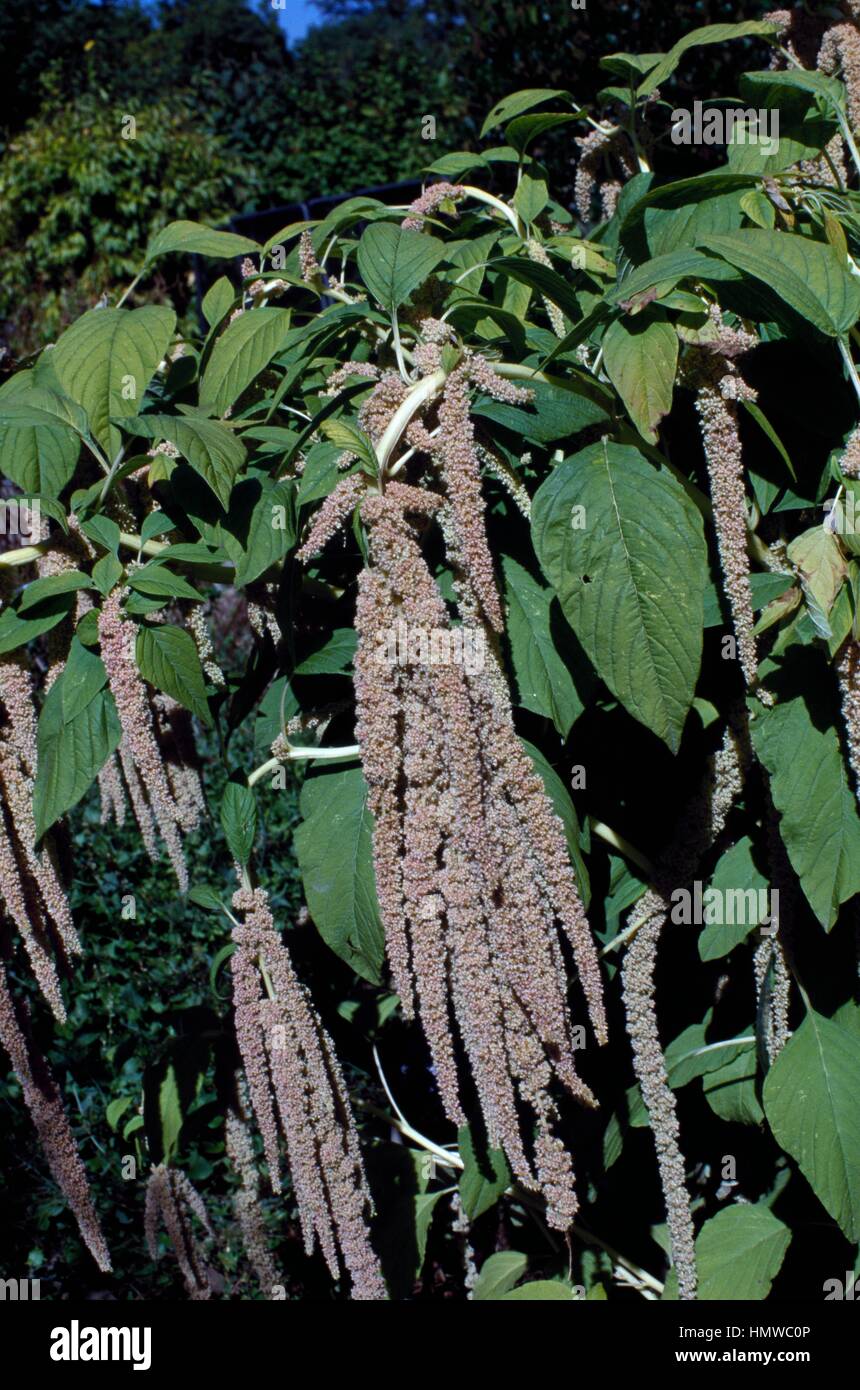 Foxtail Amaranth (Amaranthus caudatus Alba), Amaranthaceae Stock Photo ...