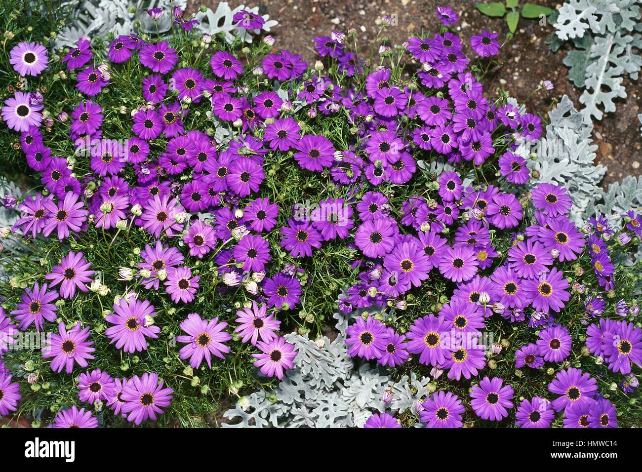 Swan River Daisy Blue Mist (Brachycome iberidifolia Blue Mist ...