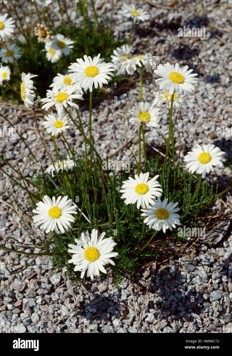 Snow Daisy (Brachycome nivalis), Asteraceae Stock Photo - Alamy
