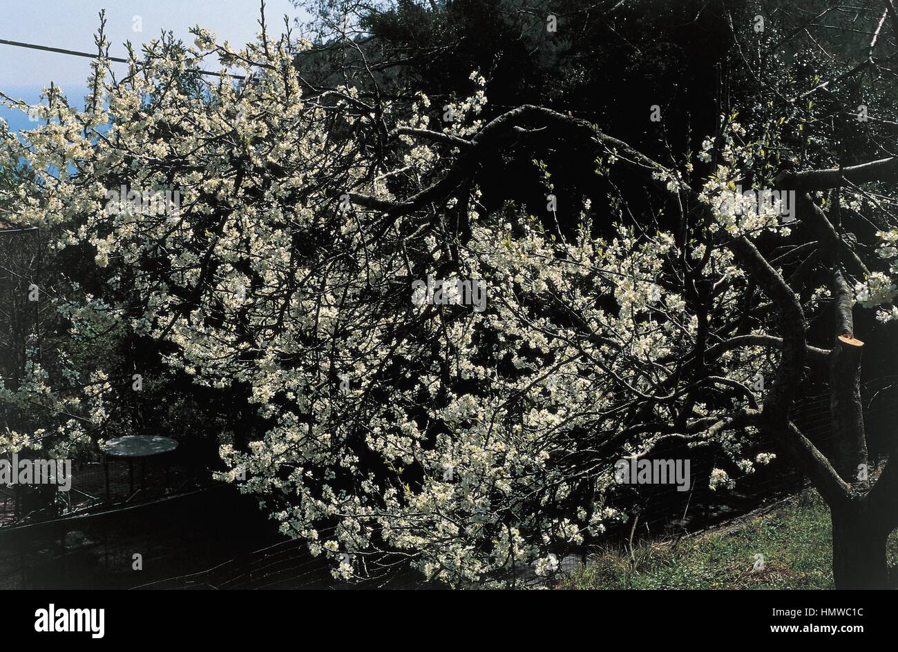 Crataegus azarolus hi-res stock photography and images - Alamy