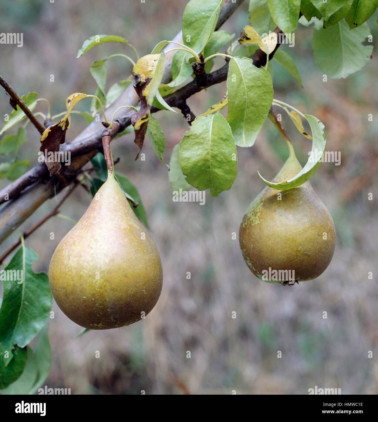 Pears (Pyrus communis), Rosaceae Stock Photo - Alamy