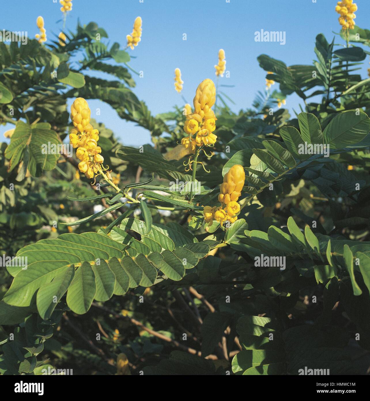 Cassia alata hi-res stock photography and images - Alamy