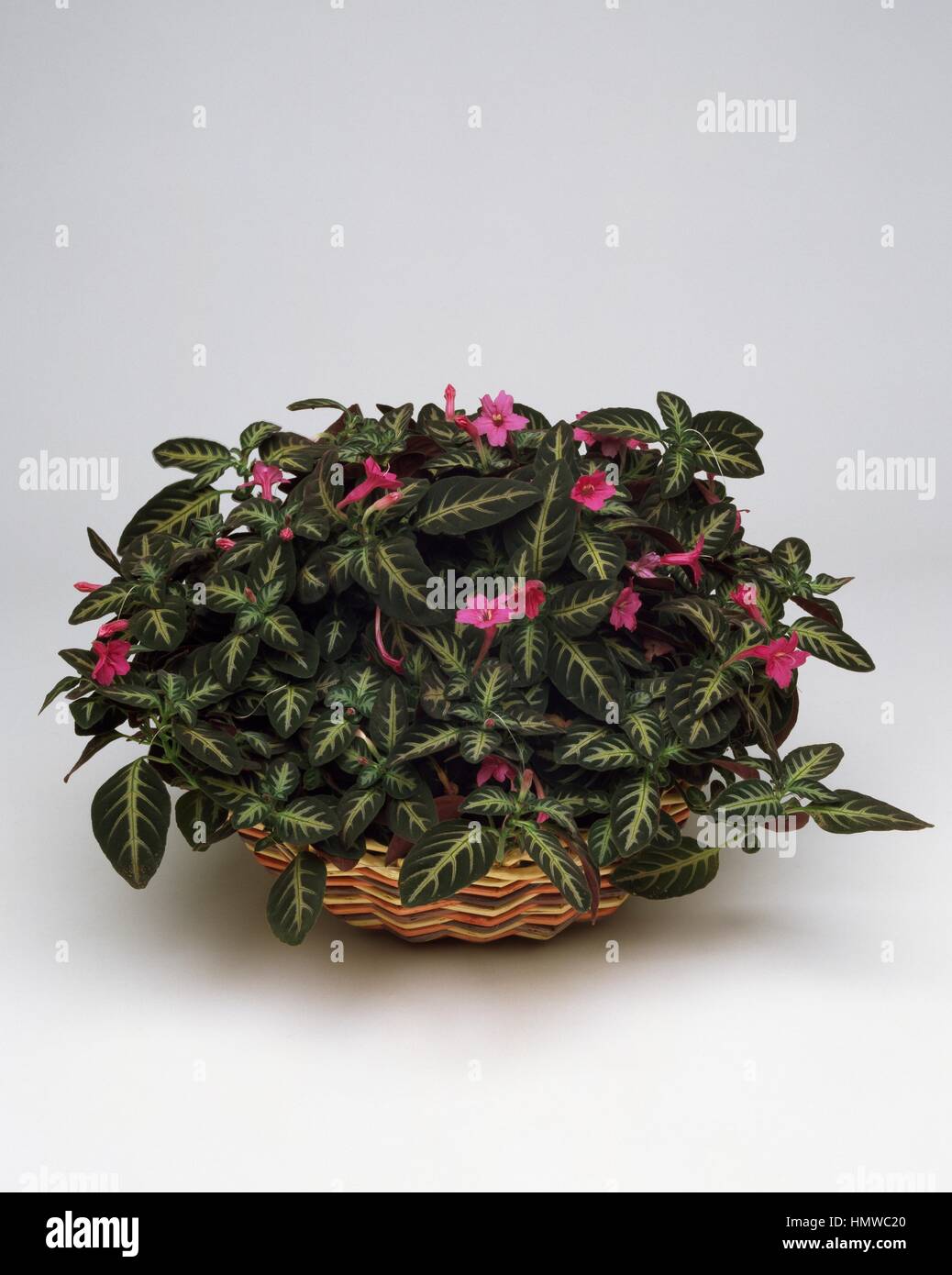 Clearweed (Pilea sp), Urticaceae Stock Photo - Alamy