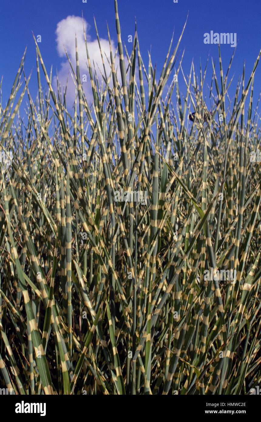 Miscanthus sinensis zebrinus zebra hi-res stock photography and images ...