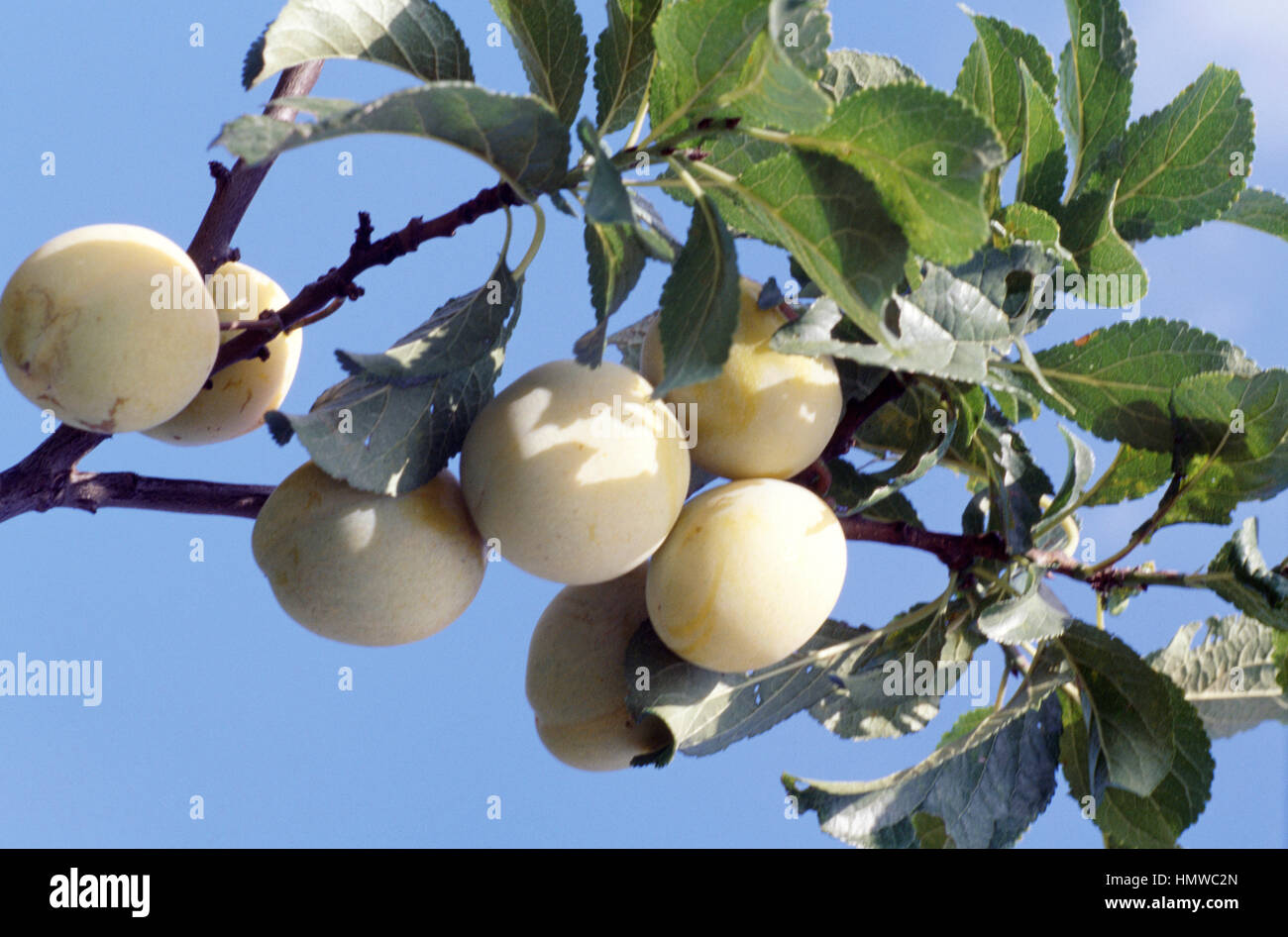Common Plum (Prunus domestica), Rosaceae Stock Photo - Alamy