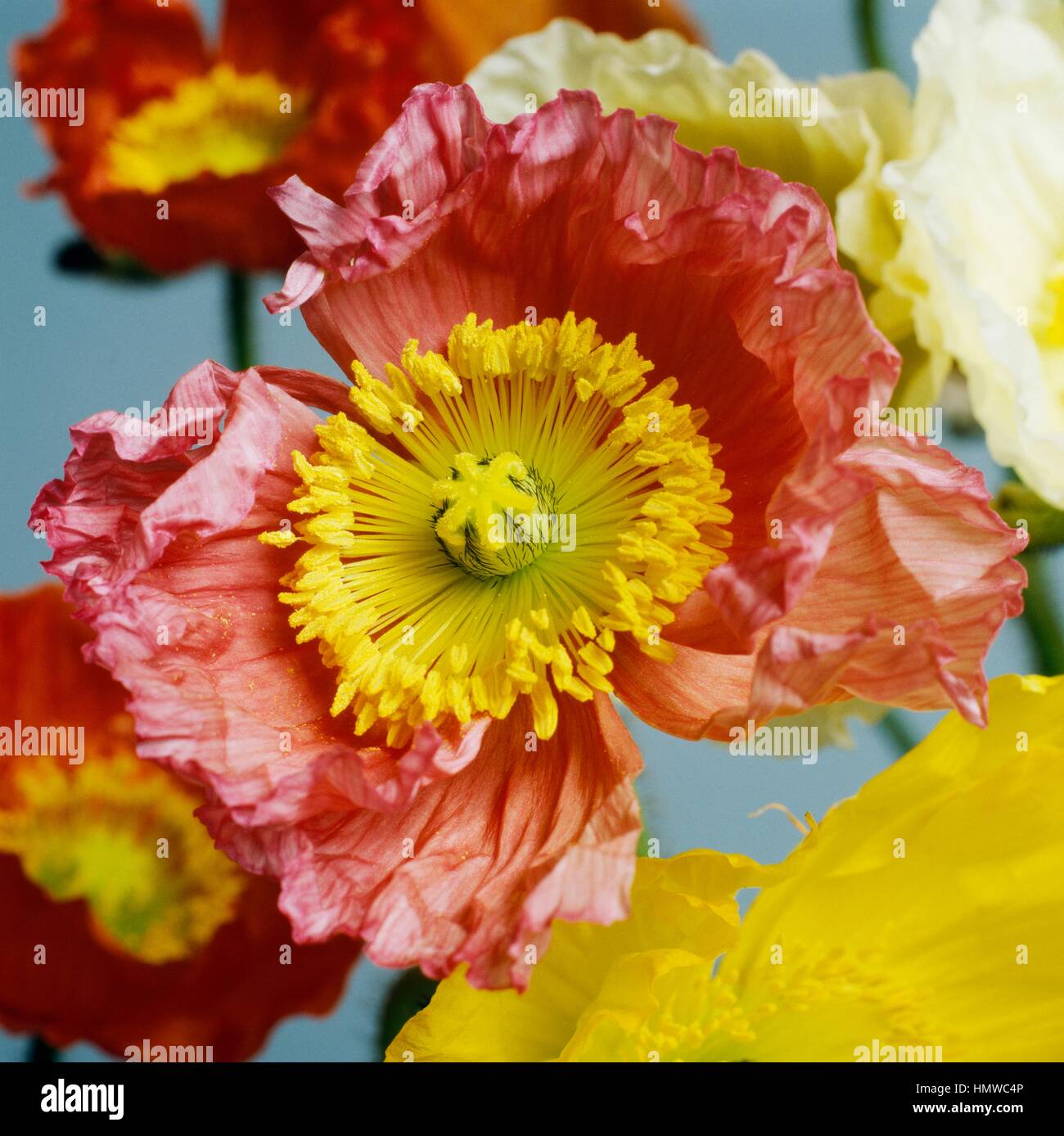 Iceland poppy (Papaver nudicaule Kelmscott Strain), Papaveraceae Stock ...