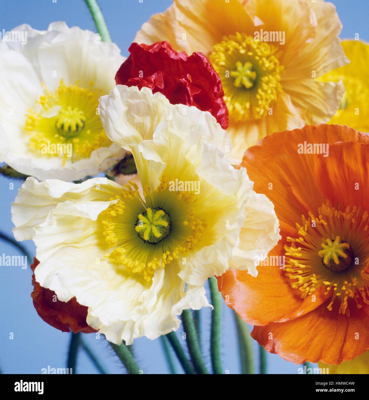 Iceland poppy (Papaver nudicaule Kelmscott Strain), Papaveraceae Stock ...